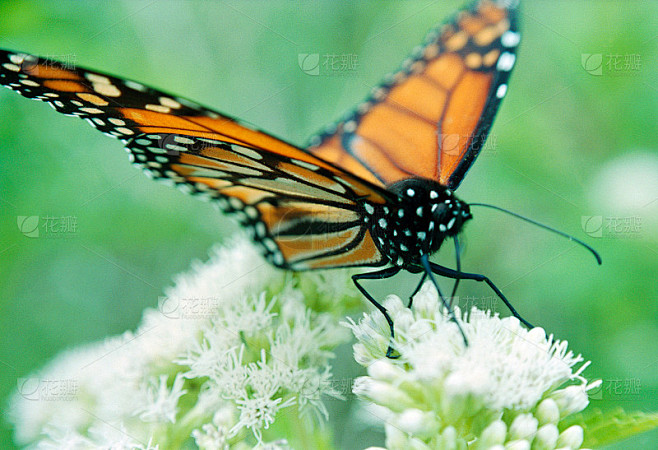 Butterfly_2