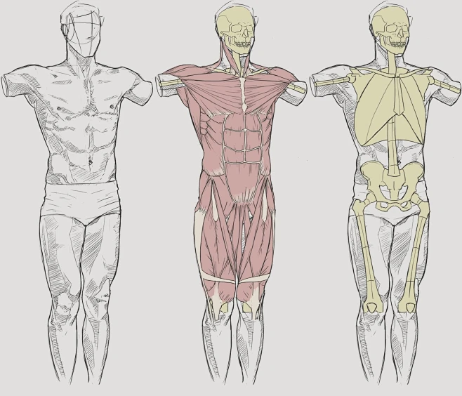 Anatomy Studies, Baj Singh : Some anatomy studies with reference taken from "Bodies in Motion ...