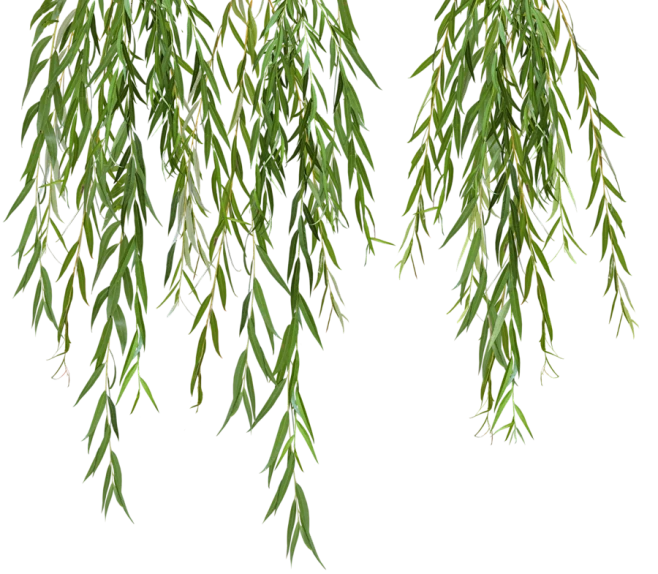 中国古风水墨柳树柳枝PNG免抠透明图片 后期美化背景装饰设计素材 (9)-花瓣网