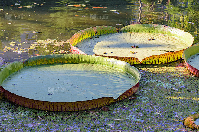 Victoria amazonica