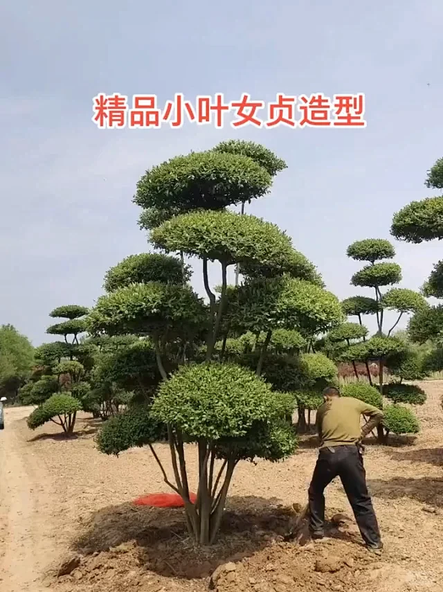 小叶女贞桩 - 小红书搜索-花瓣网