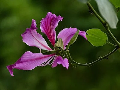 【紫荆花摄影图片】生态摄影_老杨36_太平洋电脑网摄影部落-花瓣网