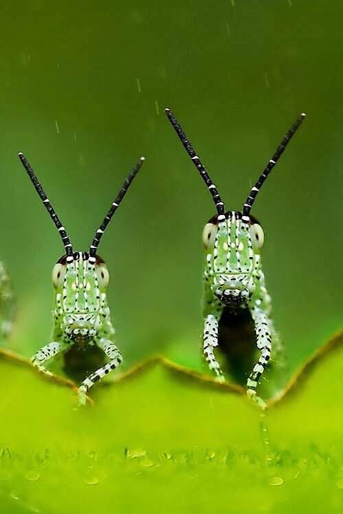 【摄影贴】色系之绿 - 华人论坛 丫丫的港湾 小说 股坛 海外华人 yayabay.com 全球华人