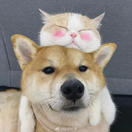 微博搜索-花瓣网