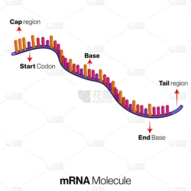 信使RNA或信使RNA分子的医学说明。