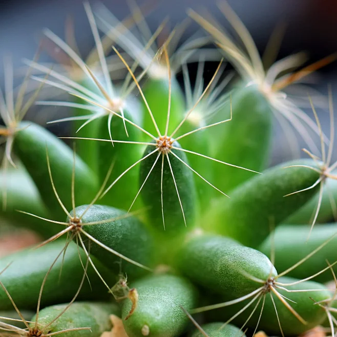 仙人掌属于什么科类的搜索结果_百度图片搜索-花瓣网