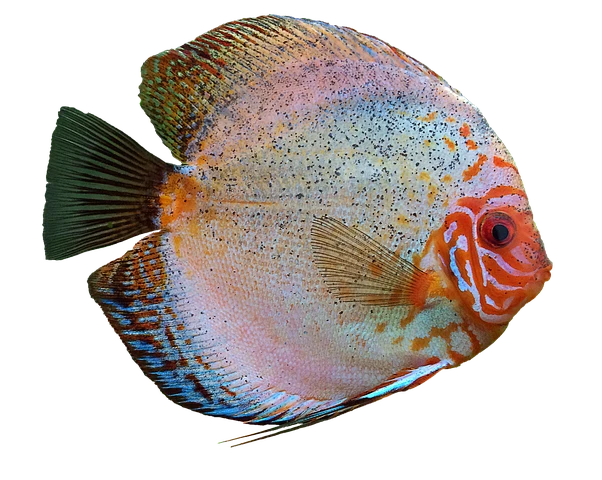 (451) Pinterest-花瓣网