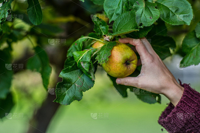 Food_Apple_Pick