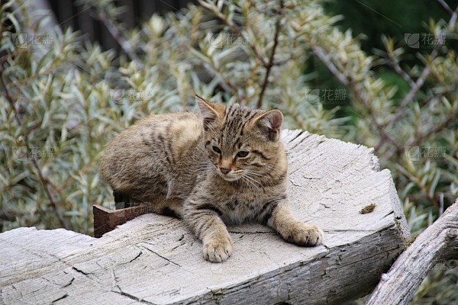 野猫，Felis silvestris，蒂罗尔，奥地利