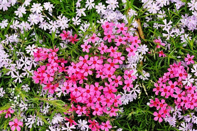 丛生福禄考/芝樱/针叶天蓝绣球Phlox subulata