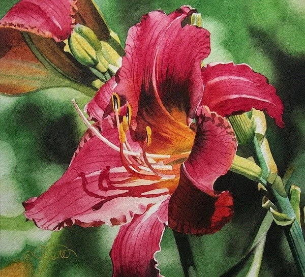 Jacqueline Gnott水彩花卉-花瓣网