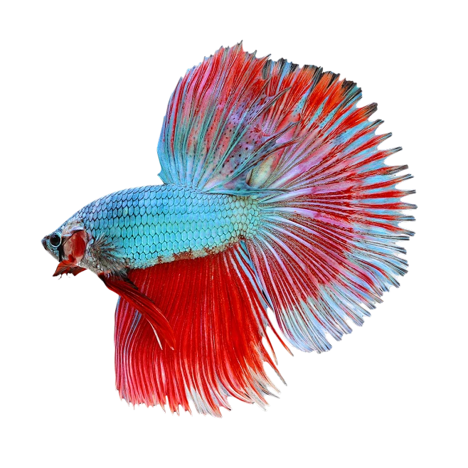 Betta-PNG-Transparent-Image-花瓣网