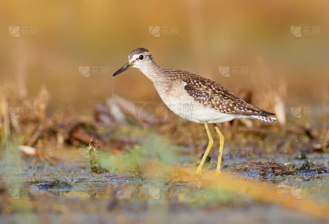 木鹬(Tringa glareola)在美丽的晨光。