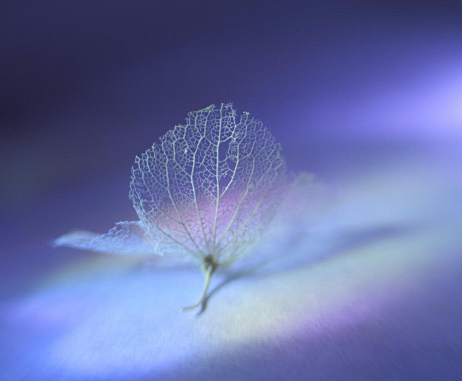 来自Shihya Kowatari摄影 太喜欢了