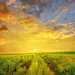 Simple summer beautiful terraced field landscape background, simple, 8K ...