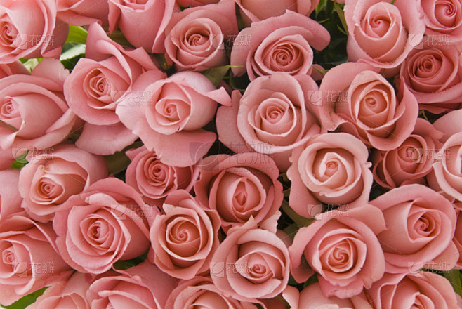 玫瑰,粉色,givenchy rose,barbara bush rose,青尼罗河玫瑰,巫毒教玫瑰,henry fonda rose,温德拉 ...