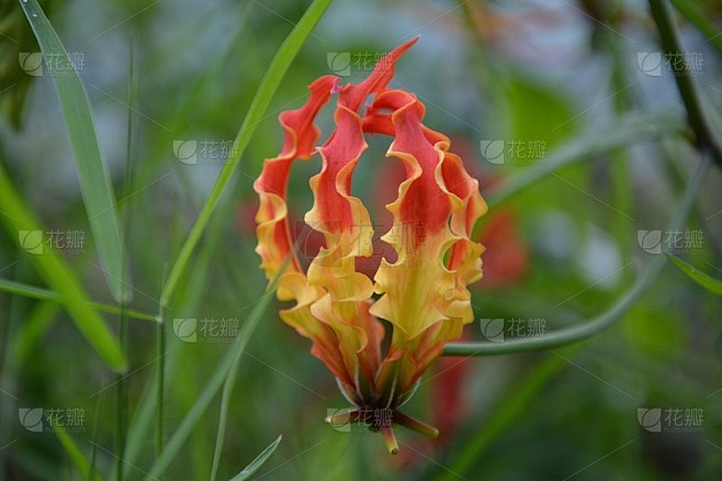 Flame-Lilly