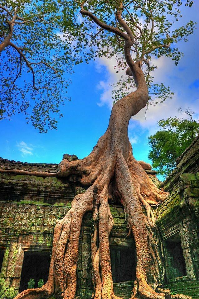 Tomb Raider Tree at Ta Prohm ancient Angkor Wat Temple, Cambodia 古墓丽影树在 ...