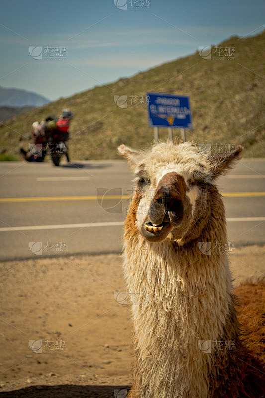 山里的疯狂美洲驼