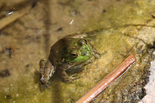池塘里的美国牛蛙