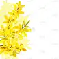 Fluffy blossoming yellow spring tree template. For素材-花瓣网