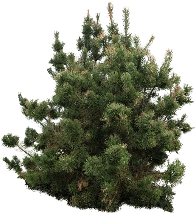 meye pinus sylvestris cut out tree in png-花瓣网