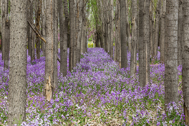紫色的花长在树林里