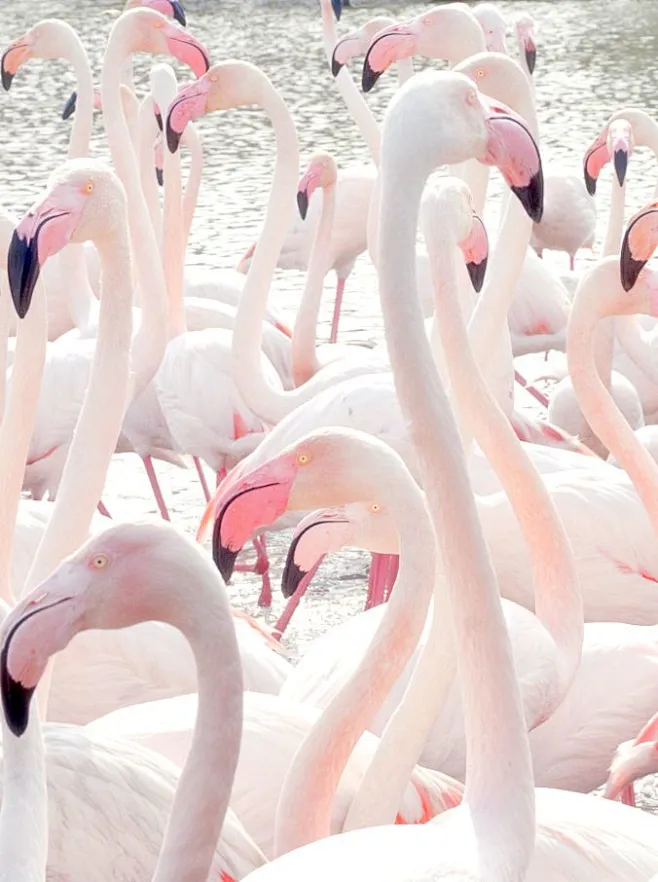 Pink flamingos.-花瓣网
