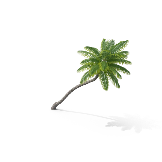 Palm Tree.H03.2k (1)-花瓣网