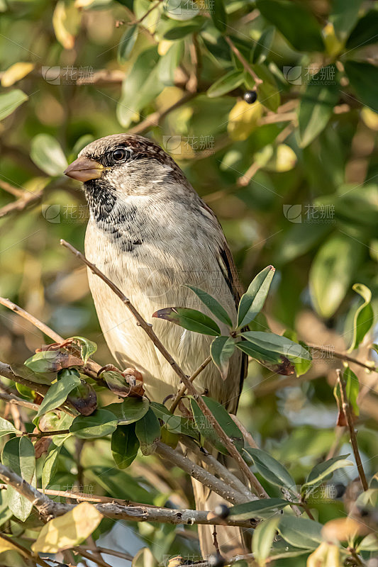 家雀或家雀。麻雀家庭Passeridae