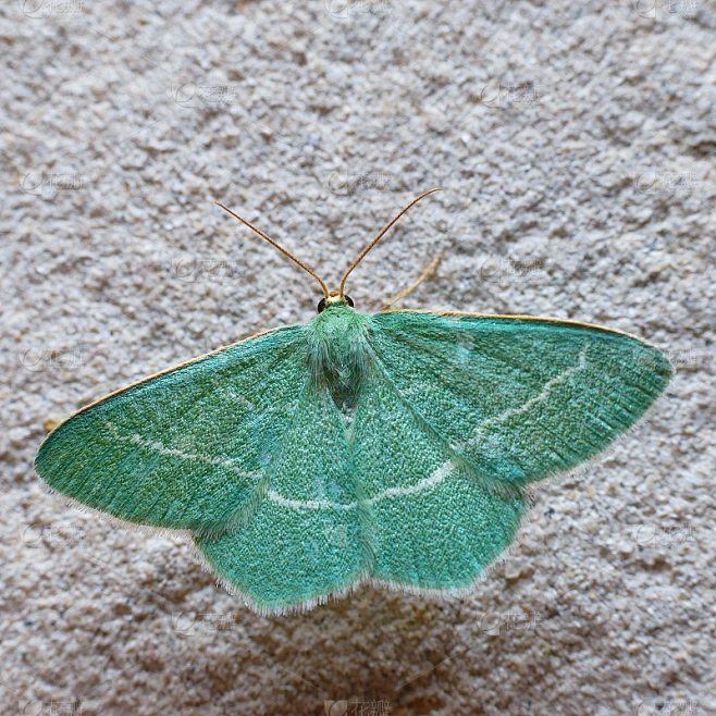 A pretty tiny small emerald moth Hemistola chrysop素材-花瓣网
