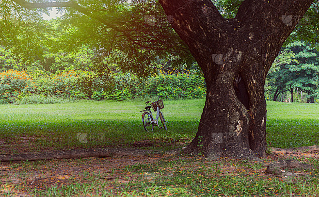 自行车停在大树下