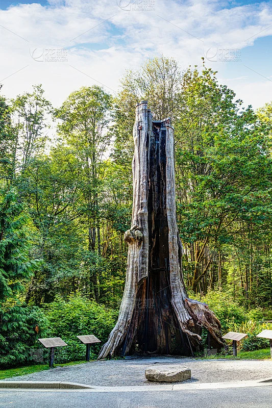 加拿大温哥华斯坦利公园的空心树素材-花瓣网