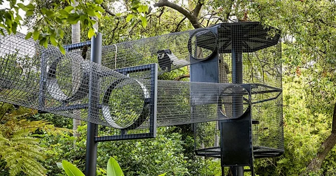 WAX expands monkey exhibit in adelaide zoo with elevated 'sky trail ...
