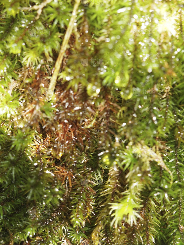 屋久岛,鹿儿岛县,日本,苔藓,森林,自然,垂直画幅,九州,旅行者,户外