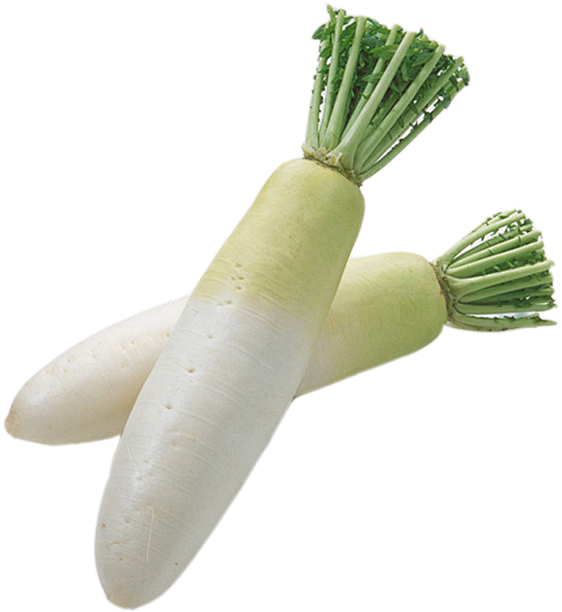 白萝卜