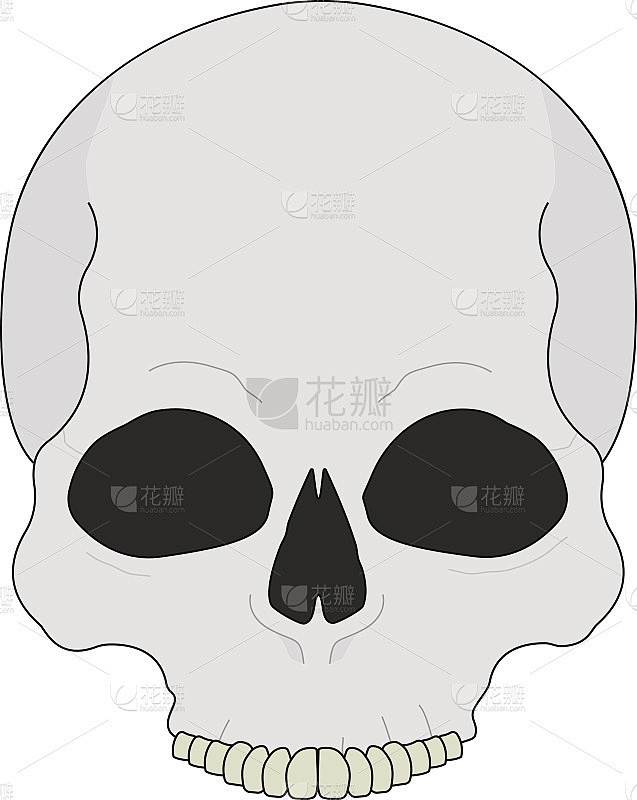人类头骨插图