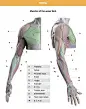 Arm and Hand in Motion by Anatomy For Sculptors page 1-花瓣网
