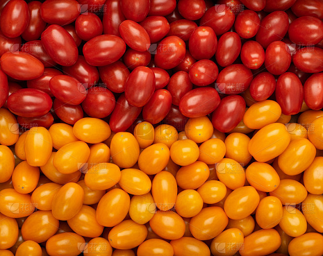 Long Plum Tomato Group Isolated, Fresh Small Cherr