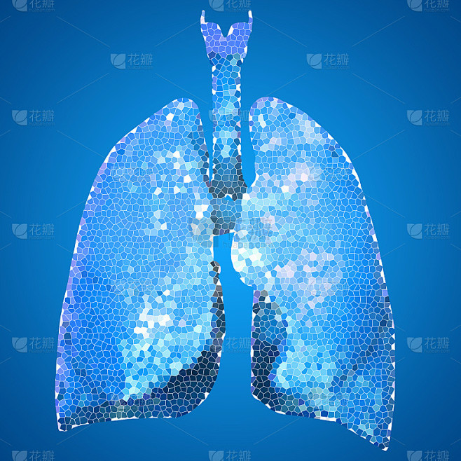 人体器官(肺)