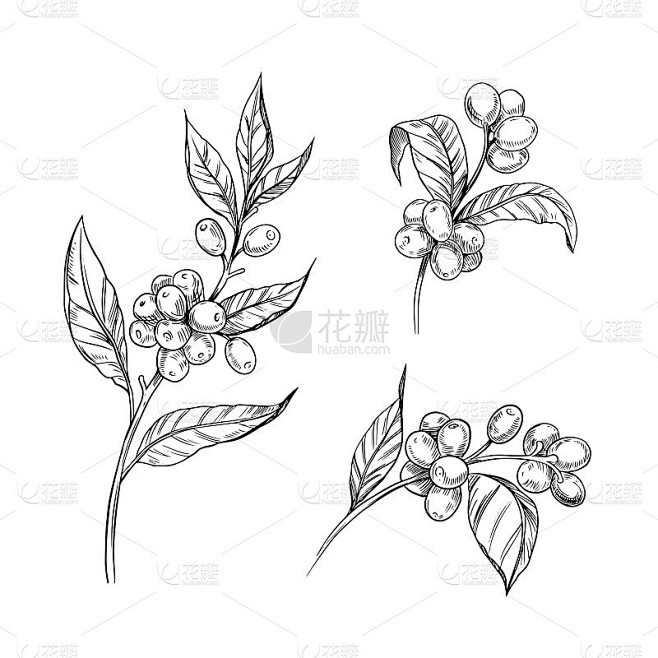 咖啡草图。咖啡树。矢量插图。黑色轮廓上透明的背景