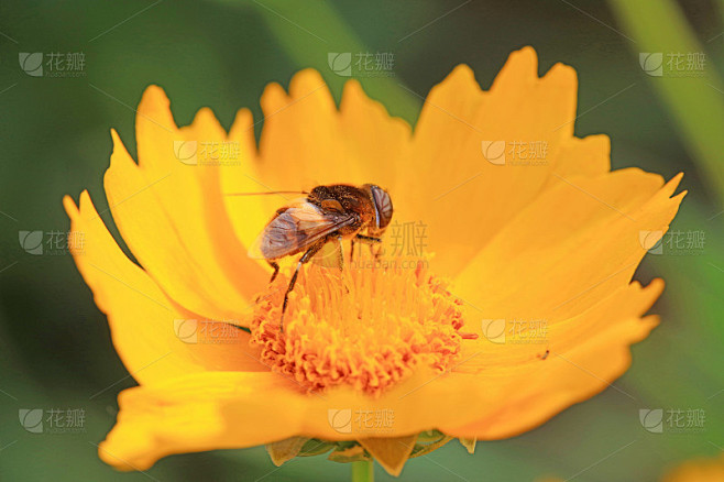 Phytomia zonata素材-花瓣网