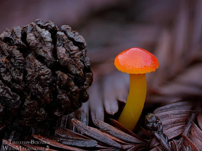 Tim Boomer -花瓣网