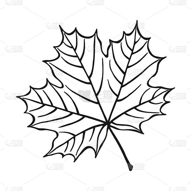 手绘枫叶轮廓。枫叶的线条艺术风格孤立在白色背景上。