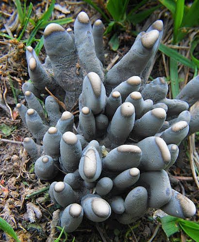 Dead man’s fingers (Xylaria polymorpha) is the name of a mushroom-like ...