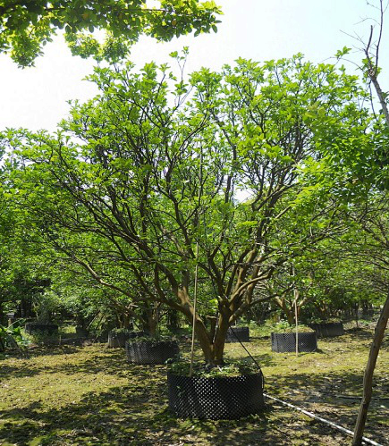 柚子树图片_单体植物图片素材-花瓣网