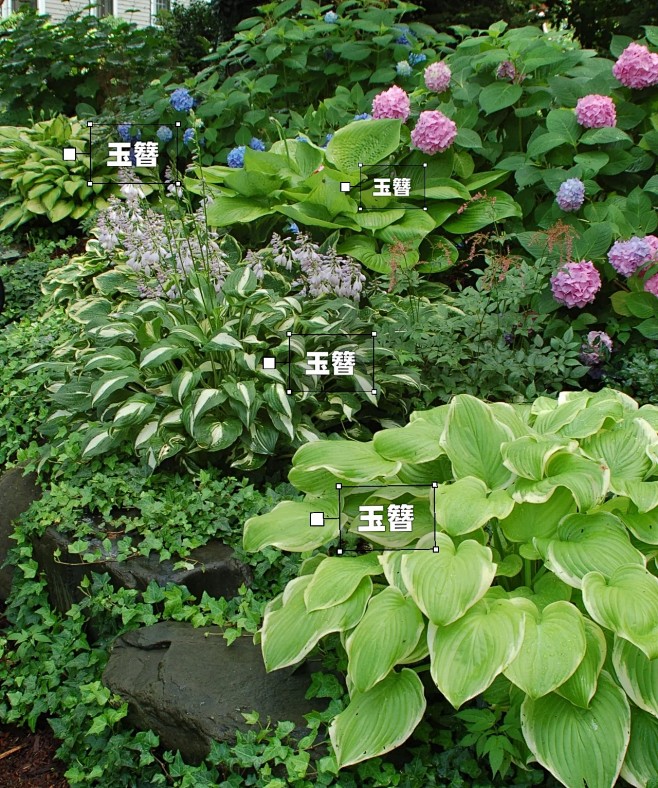 植物配置实景 (84)