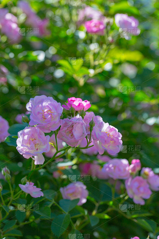 Rose flower, seven sister flower close-up, blooming outdoors in spring ...