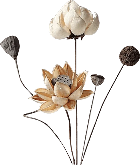 tl.png (469×550)-花瓣网