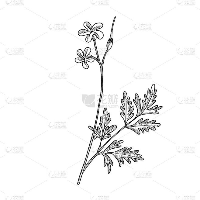 矢量绘图罗伯特天竺葵